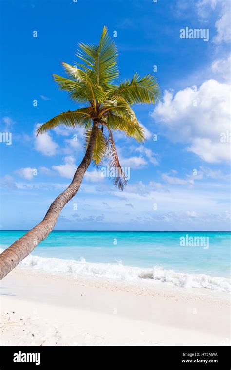 Coconut Palm Grows On White Sandy Beach Caribbean Sea Coast Dominican