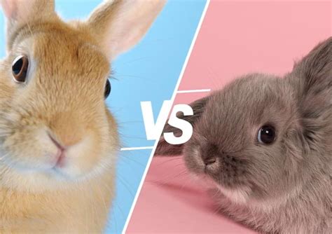 Male Vs Female Rabbits Key Differences And Which Is Better
