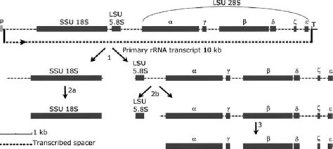 Schematic Representation Of Rdna Locus In Leishmania Based On L Major Download Scientific