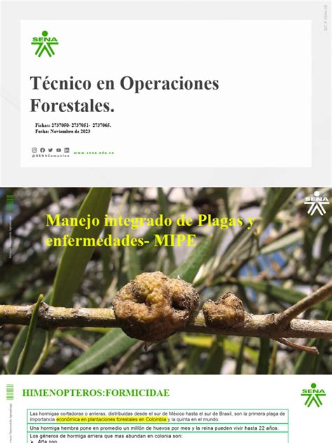 Plagas Hormigas Pdf Hormiga Insectos