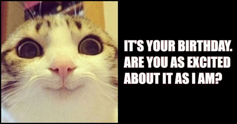 101 Funny Cat Birthday Memes For The Feline Lovers In Your Life