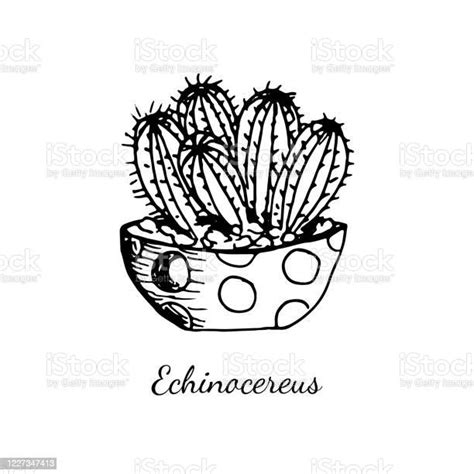 흰색 배경에 고립 된 점 냄비에 Echinocereus 선인장 낙서 윤곽선 스타일로 벡터 일러스트레이션을 스케치합니다 가시