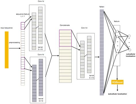The Framework Of The Cnn Xgboost Based Protein Subcellular Location