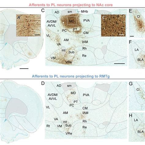 Representative Brightfield Photos Showing Monosynaptic Afferents To Pl Download Scientific