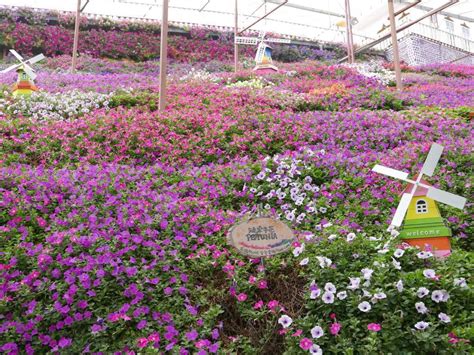 5 Best Place To Take Picture In Cameron Highlands