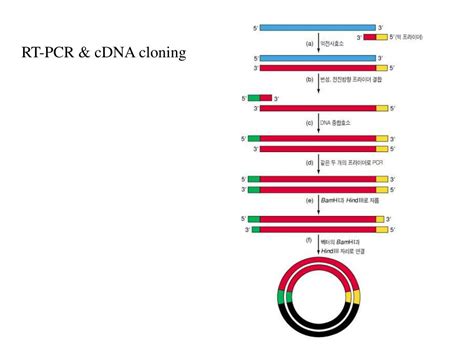 PPT Ch 4 Molecular Cloning Methods PowerPoint Presentation Free
