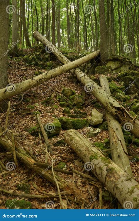 Fallen Tree Trunks Building Crossing Each Other Stock Image Image Of