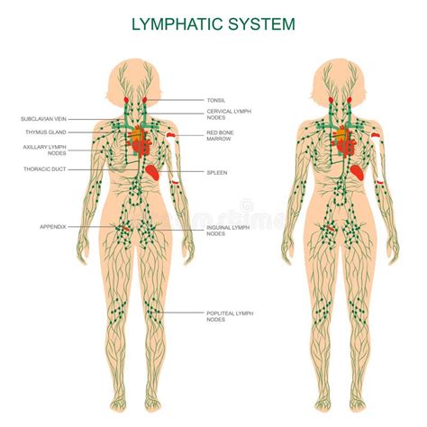 Female Body Lymph Nodes Stock Illustrations 185 Female Body Lymph