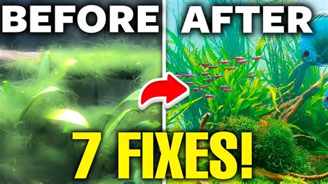 How To Get Rid Of Hair Algae In A Planted Tank At Keith Flores Blog
