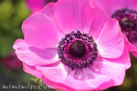 アネモネの花言葉・誕生花・ピンクのアネモネの写真 みみみんブログ