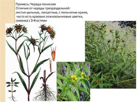Флавоноиды-2. Лекарственные растения и сырьё, содержащие флавоноиды и ...
