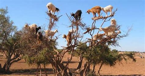 Tree Goatsi Cant Even Imgur