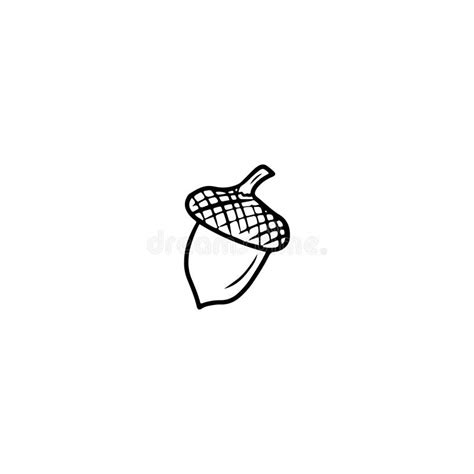 Oak Tree Fruit Acorn Hand Drawn Illustration Isolated On White