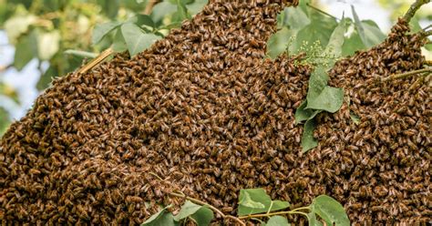 The Incredible World Of Swarming Bees Nature S Marvelous Synchronization