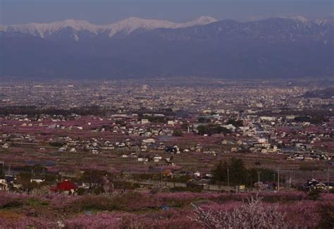 桃 の 花 甲府盆地の風林花山
