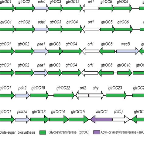 Gene Clusters At The Ocl For Los Lipooligosaccharide Outer Core Download Scientific Diagram