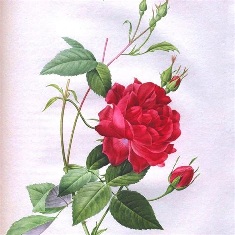 ভালবাসার লাল গোলাপ Valobashar Lal Golap