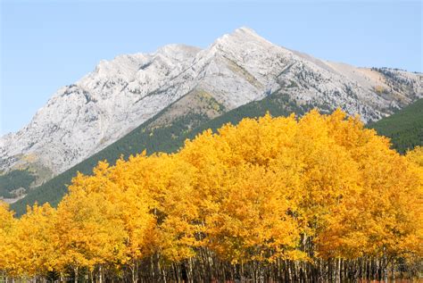 Tell The Difference Between Pine Spruce And Fir ZenSeekers
