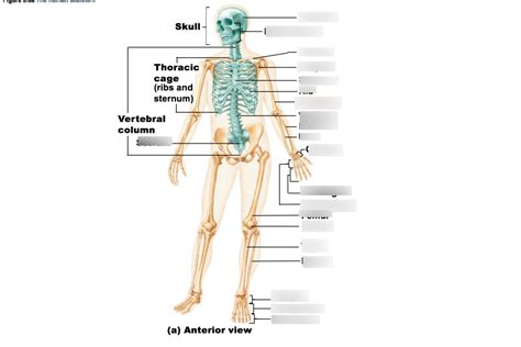 Anterior Skeleton Diagram Quizlet