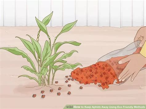 3 Ways To Keep Aphids Away Using Eco Friendly Methods Artofit