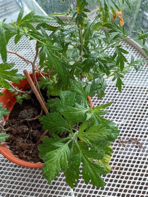 Chinese Mugwort Furniture And Home Living Gardening Plants And Seeds On