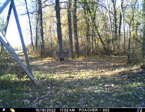 Deer Object Detection Dataset And Pre Trained Model By Deertracker