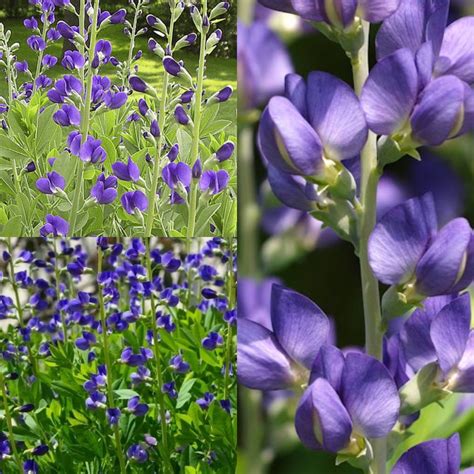 Seeds For Planting Baptisia Australis Seeds Blue Wild Indigo Blue Indigo Bulk Wholesale Seed