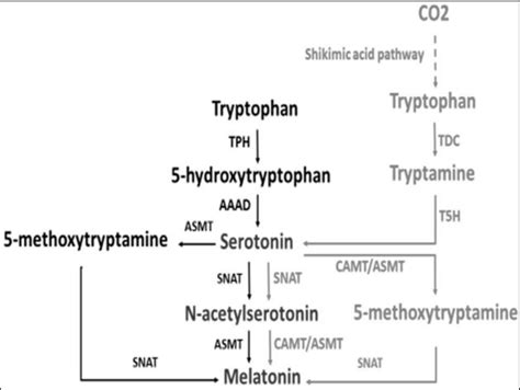 A Comparison Of The Biosynthetic Pathways Of Melatonin In Animals And