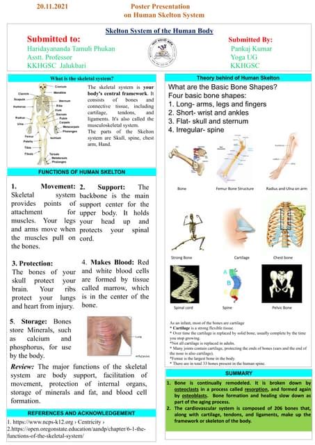 Functions Of Skeletal System Grade 4pptx Pptx