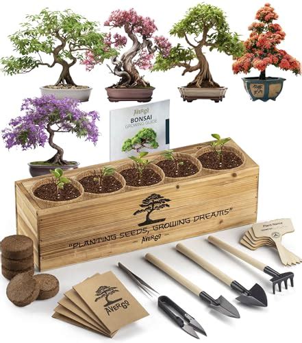 The Meaning And Cultural Significance Of Japanese Bonsai Trees Garvillo