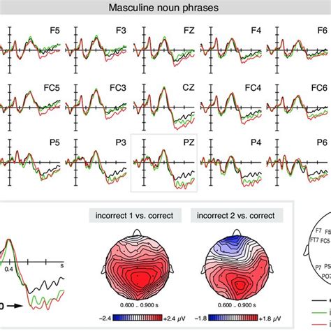 Erp Effects Observed For Masculine Noun Phrases Download Scientific