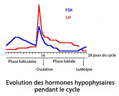 Gnrh Ou Lhrh Dr Kara Zaitri Ma Gynécologue Obstétricien