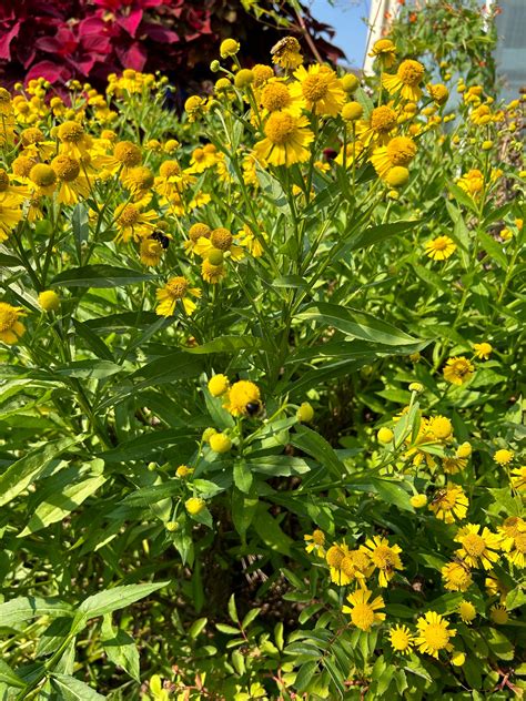 Helenium Autumnale Sneezeweed Stellarnatives