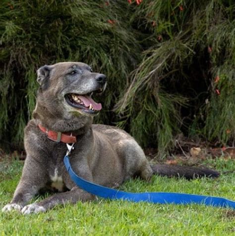 כלבים לאימוץ יד4 בואו לאמץ כלב בוגר גור או חתול מכל הארץ