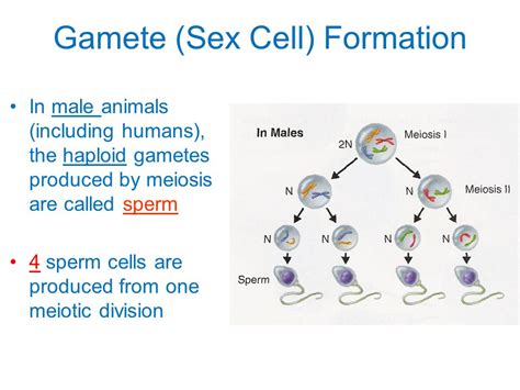 Meiosis Notes Ppt Video Online Download