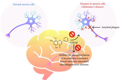 Neuroprotective Effect Of Wogonin Wogonin Inhibits The Glycogen
