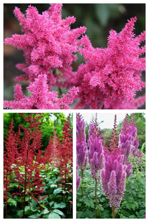 Growing Astilbe False Spirea How To Grow And Care For Astilbe
