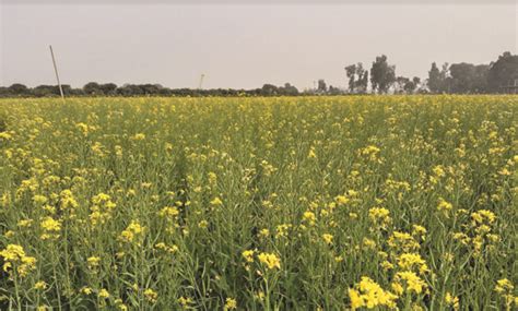 পত্নীতলায় সরিষার বাম্পার ফলনের আশা কৃষকদের