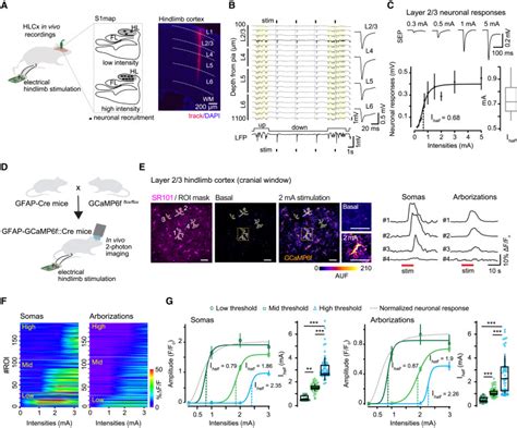 Astrocytes Adjust The Dynamic Range Of Cortical Network Activity To Control Modality Specific