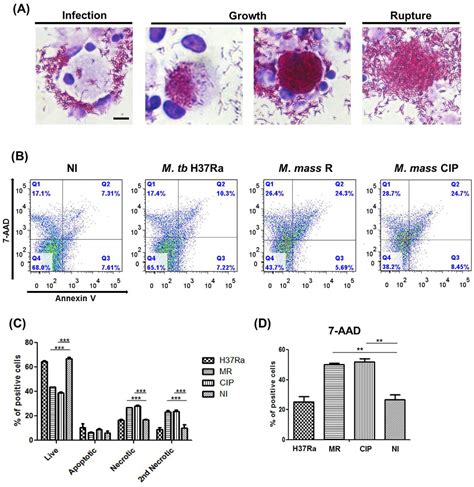 Figure 6 From An In Vitro Model Of Granuloma Like Cell Aggregates