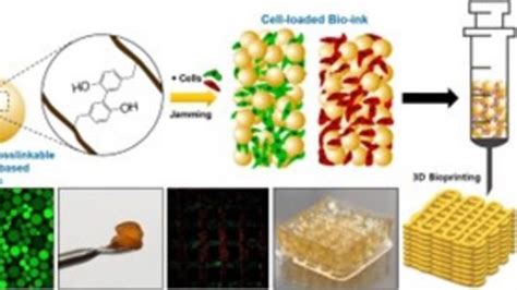 Algae Based Bioink Could Be Good News For Cultured Meat And Artificial Organs Technology Networks