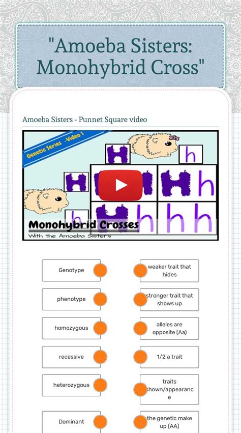 Master Mitosis Amoeba Sisters Video Recap Answer Key Revealed