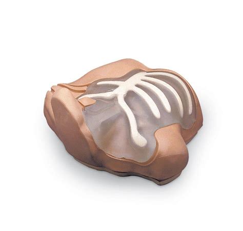 Central Venous Cannulation Training Simulator Livcor