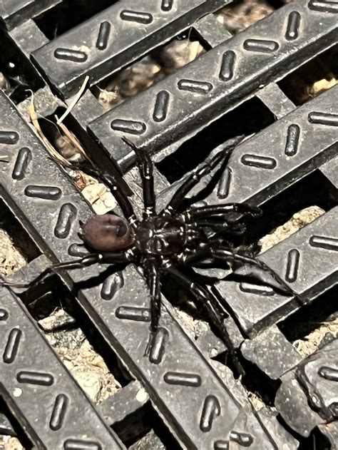 What Is This Black Flying Insect Nw United States Rwhatsthisbug
