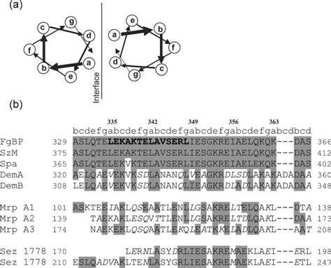 Helical Wheel Representation Of A Dimeric Coiled Coil A And Clustal W
