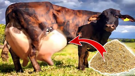 Wanda Formula For Milking Cows And Buffalos How To Increase Milk Cow