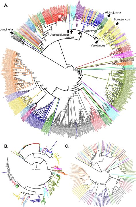 Bayesian Consensus Tree Of 145184 Trees Based On All Rbcl Trnl Trnf