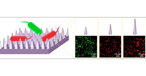 Nanopillared Polycarbonate Surfaces Having Variable Feature Parameters As Bactericidal Coatings