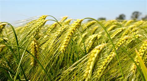 गेहूं एक ही खेत में बार बार लगाना लाभदायक नहीं