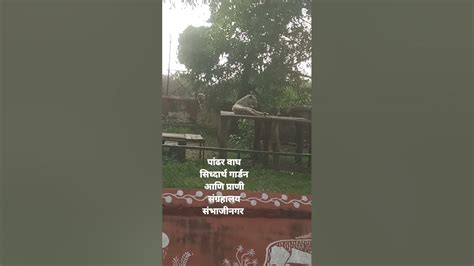 पांढर वाघ सिध्दार्थ गार्डन आणि प्राणी संग्रहालय संभाजी नगर Youtube